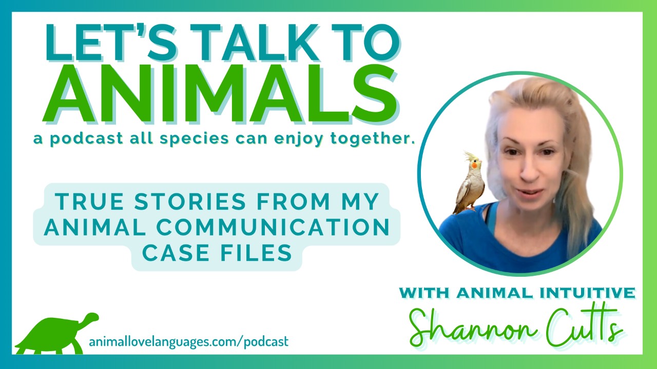 True Stories from My Animal Communication Case Files