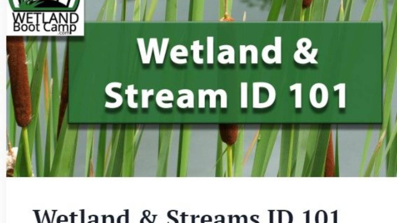 Wetland & Stream ID 101 Course FREE online video course