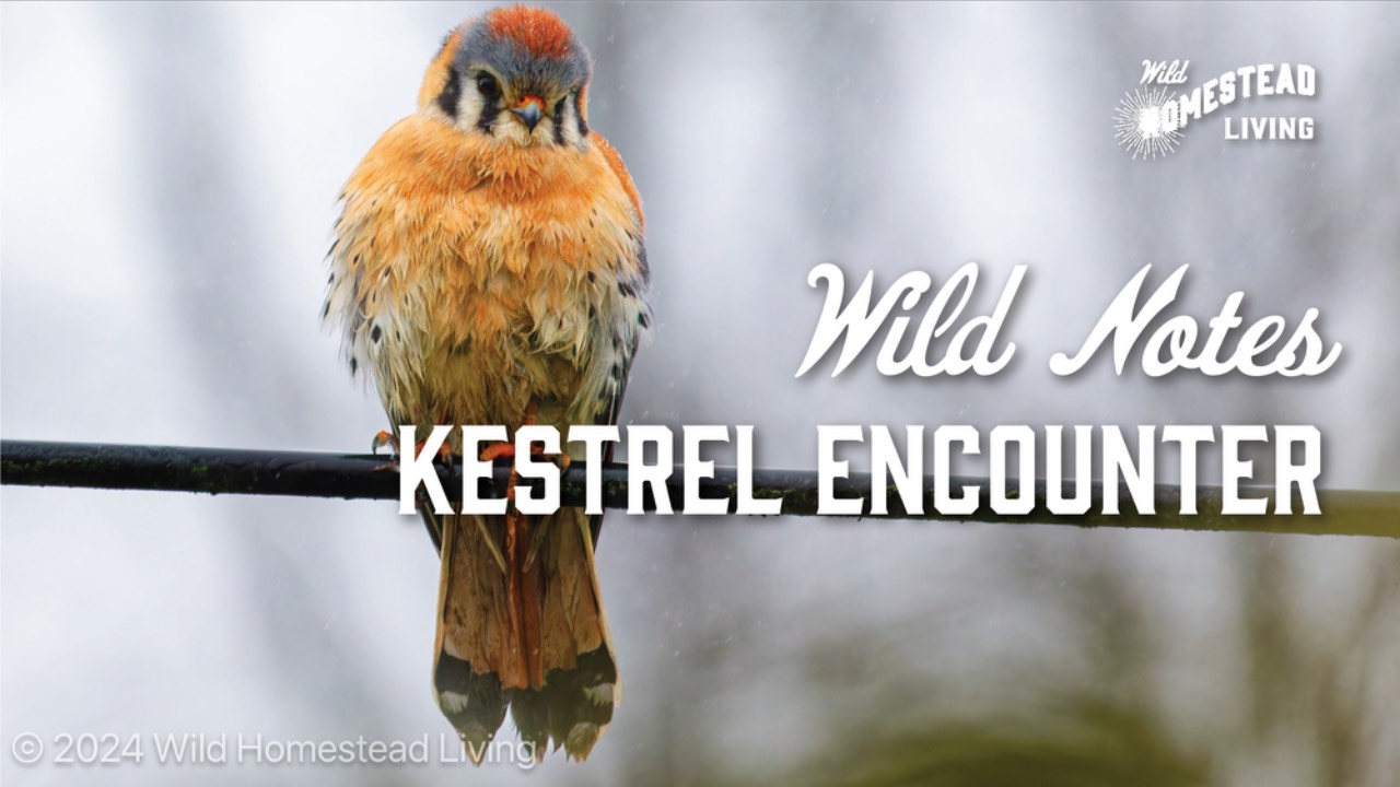Wild Notes: Kestrel Encounter