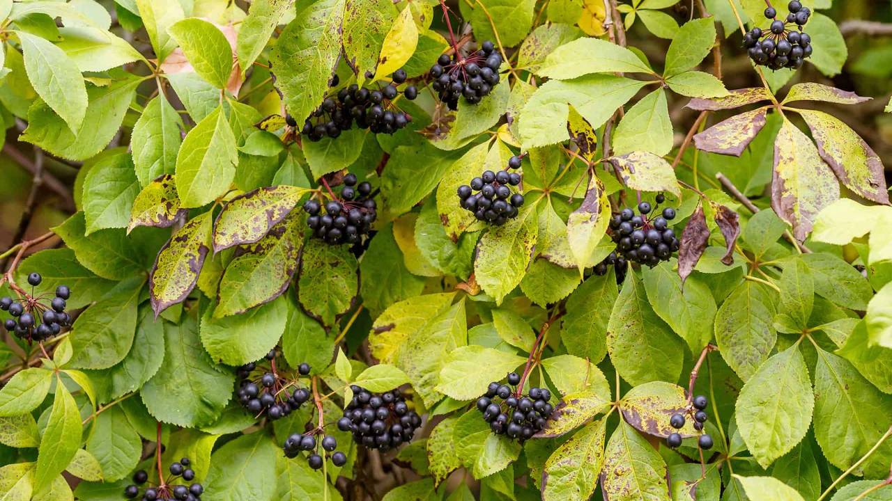 Eleuthero Uses and Plant Profile