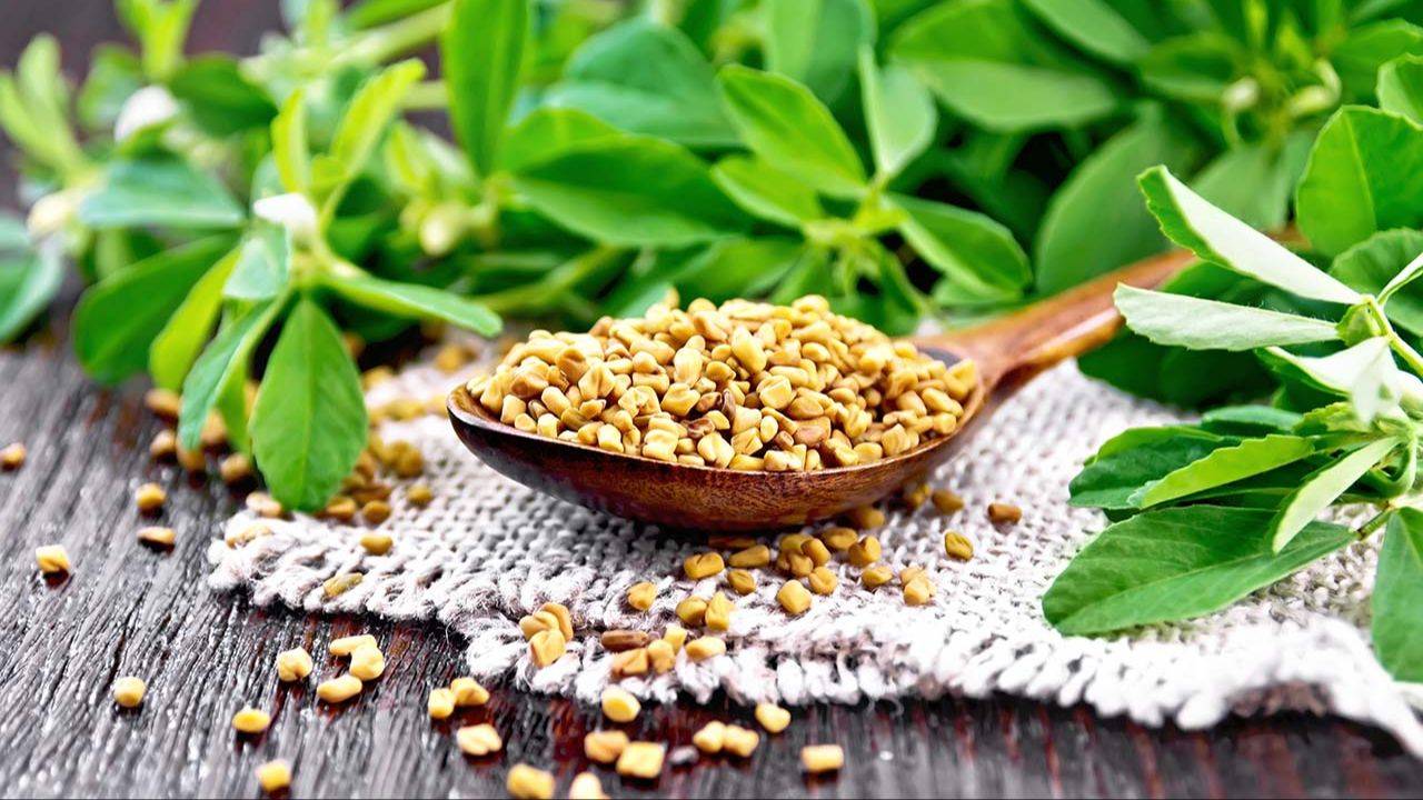 Fenugreek Uses and Plant Monograph