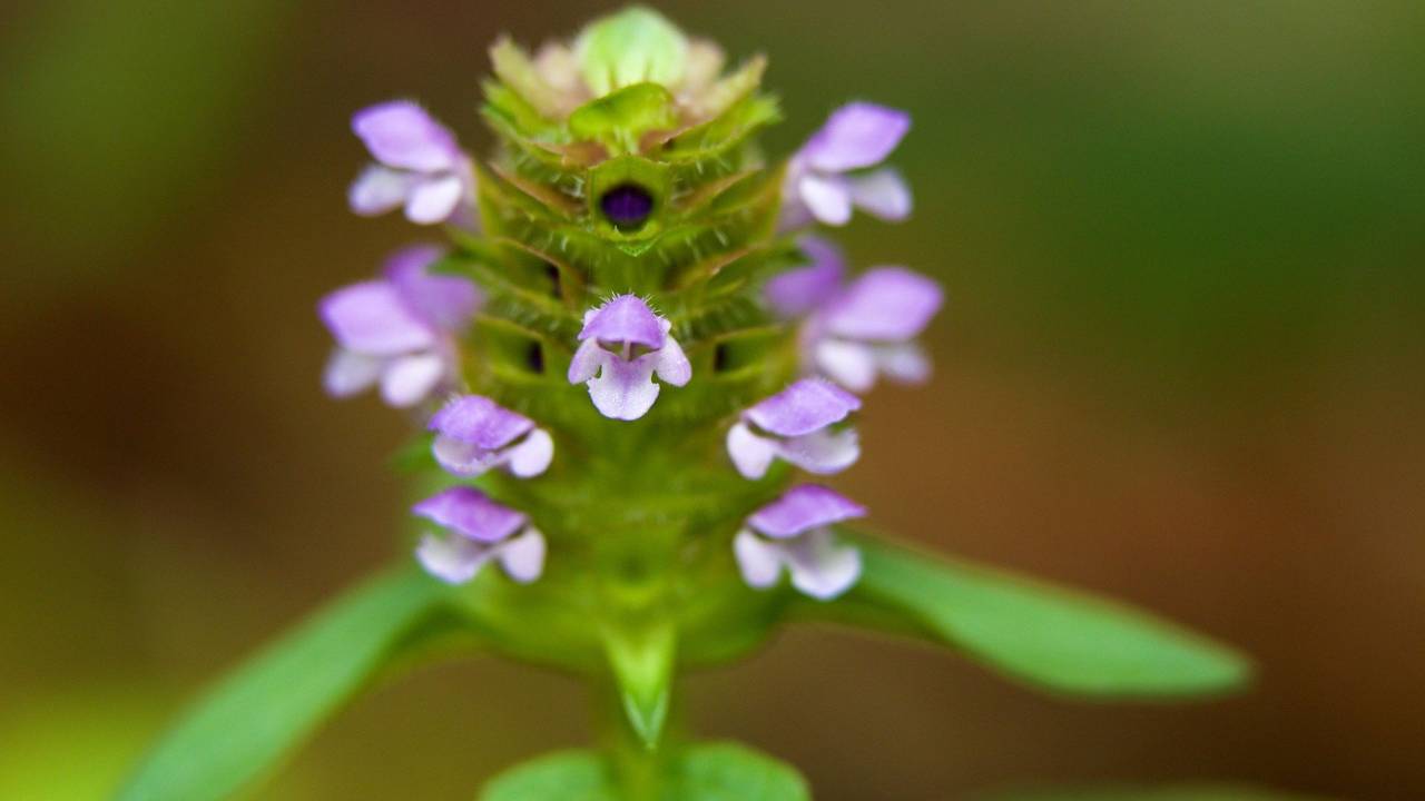 Self-Heal Uses and Plant Profile