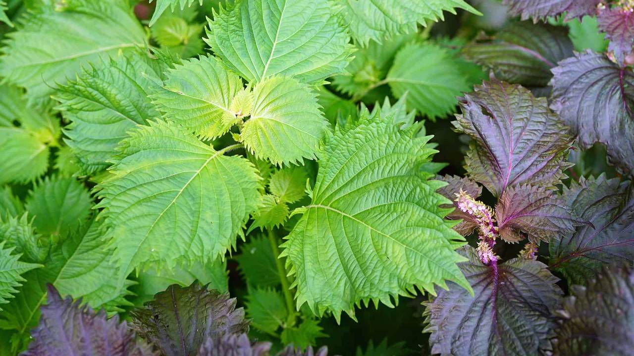 Perilla Uses and Plant Profile