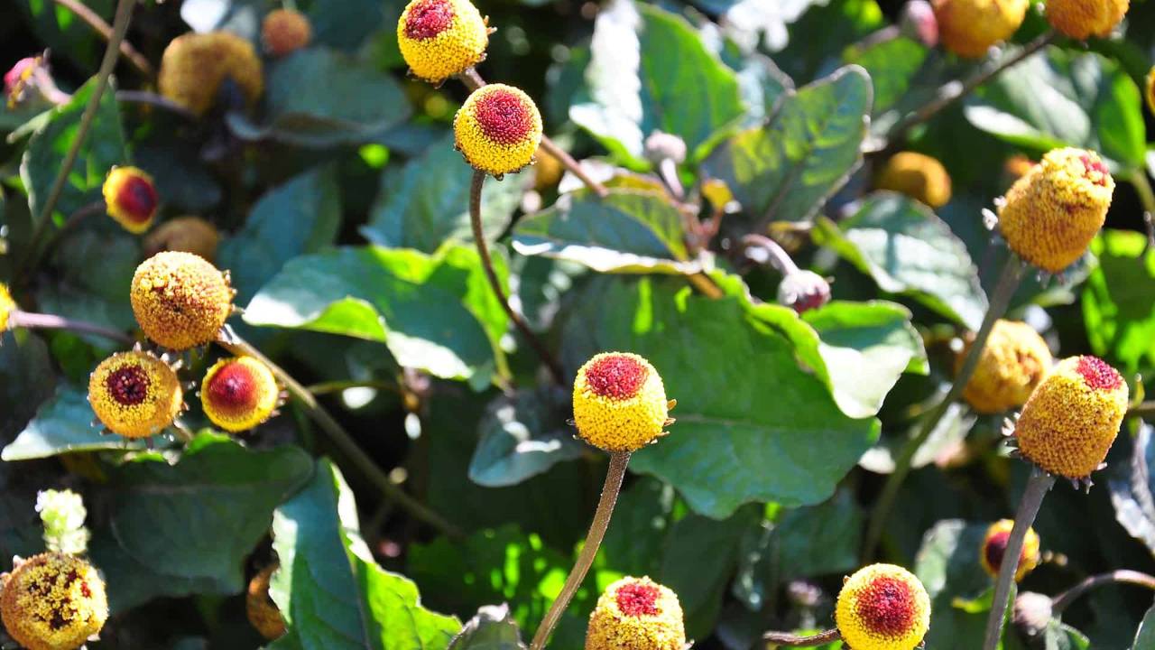 Spilanthes Uses and Plant Profile