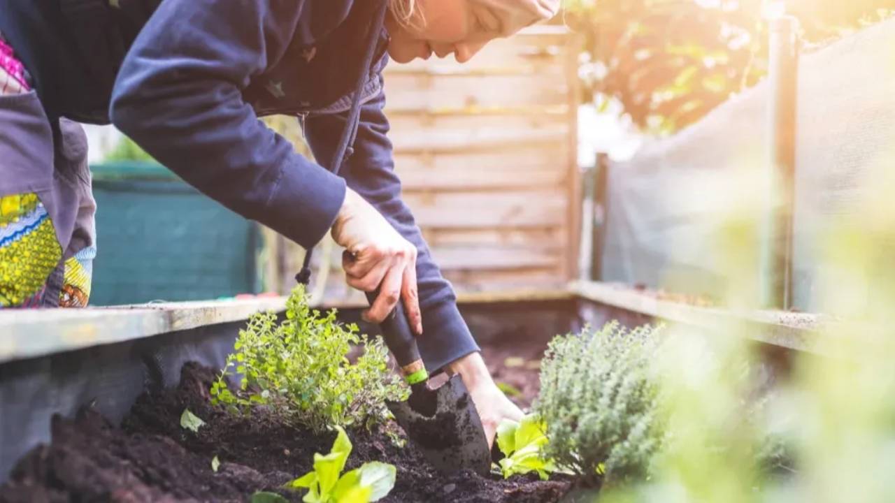 How to Build Soil: The Key to a Successful Herb Garden
