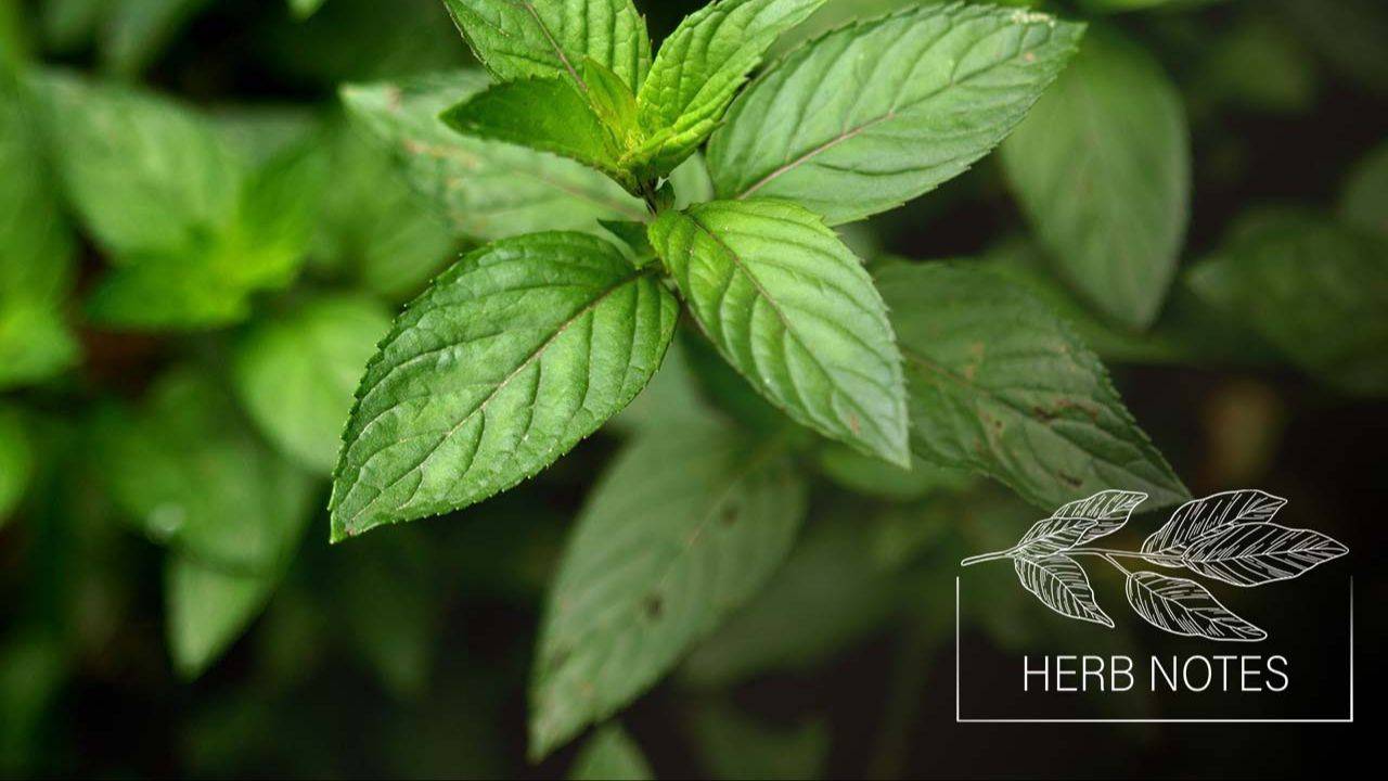 Herb Notes: The Benefits of Peppermint