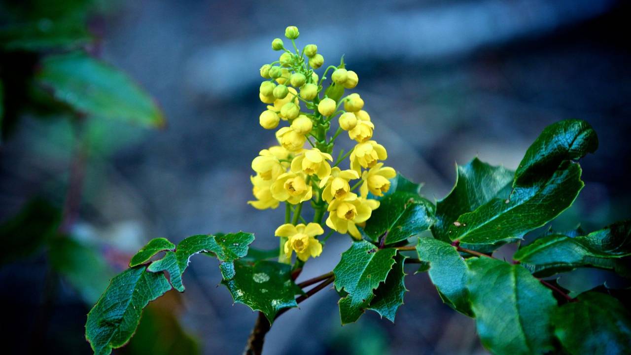 Oregon Grape Root Uses and Plant Profile