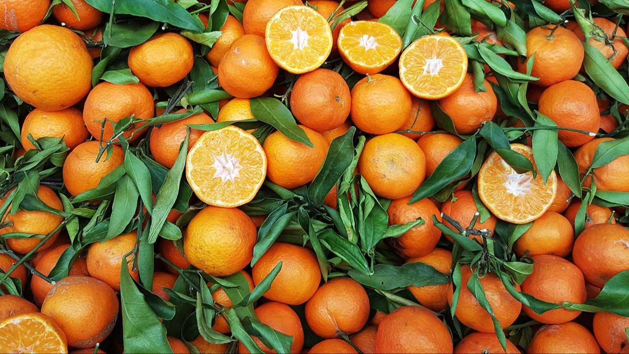 Orange Uses and Plant Profile