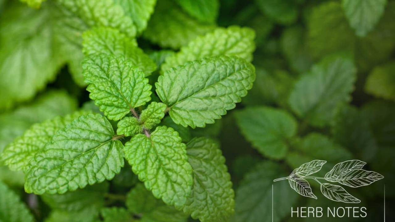 Herb Notes: The Benefits of Lemon Balm