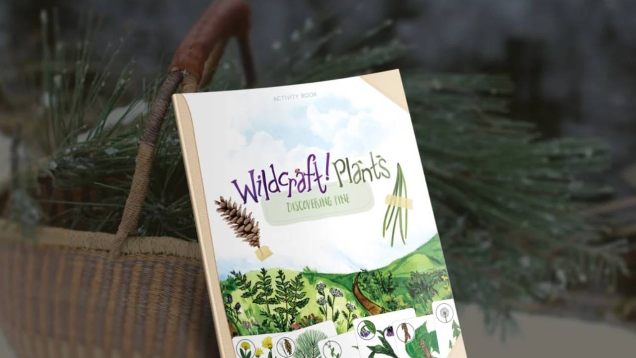 Discovering Pine: A Free Herbal Activity Book
