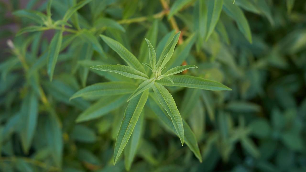 Lemon Verbena Uses and Plant Profile