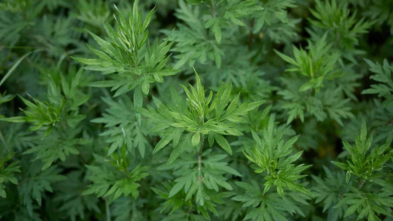 Mugwort Uses and Plant Profile