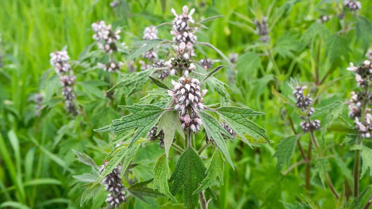 Motherwort Uses and Plant Profile