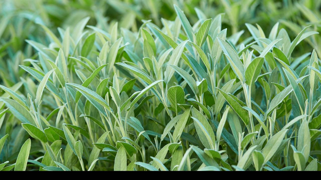 Sage Uses and Plant Profile