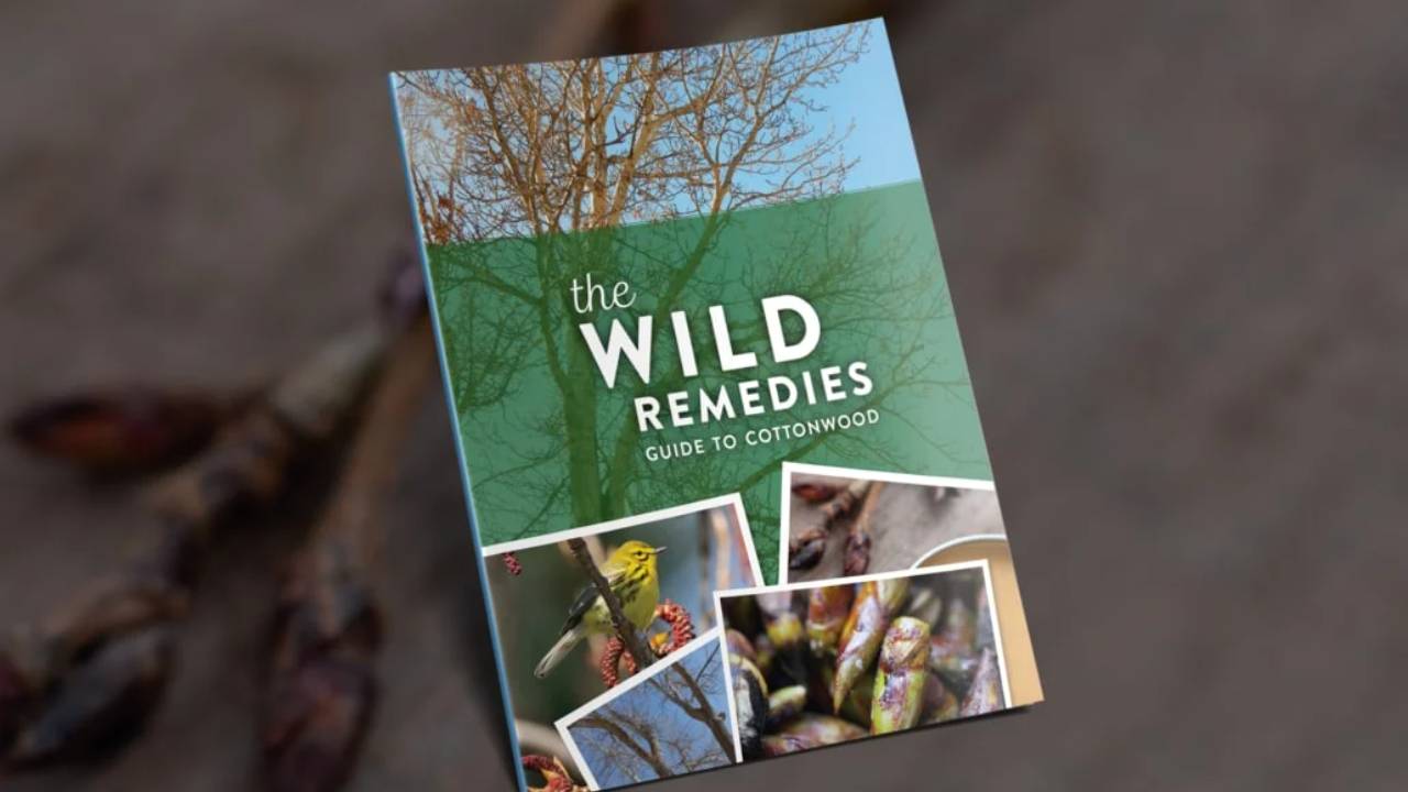 The Wild Remedies Guide to Cottonwood: A Free Ebook