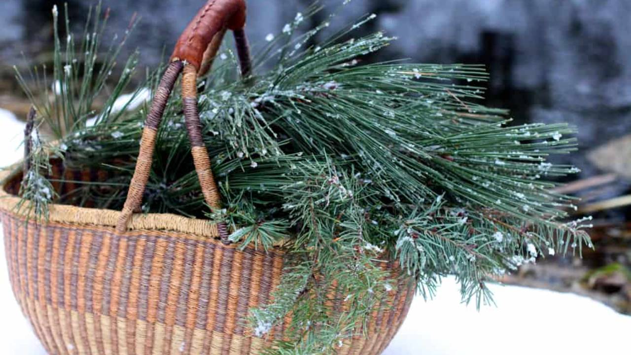 5 Gifts You Can Make with Evergreen Trees
