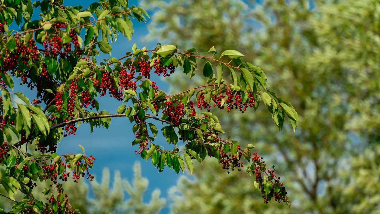 Wild Cherry Uses and Plant Profile