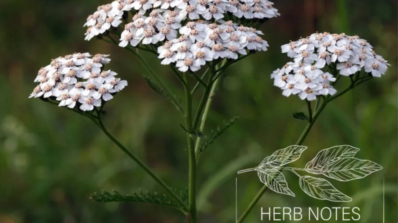Herb Notes: The Medicinal Uses of Yarrow