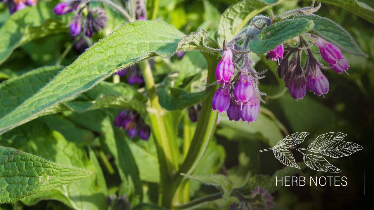 Herb Notes: The Benefits of Comfrey