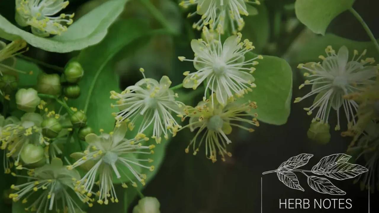 Herb Notes: The Benefits of Linden