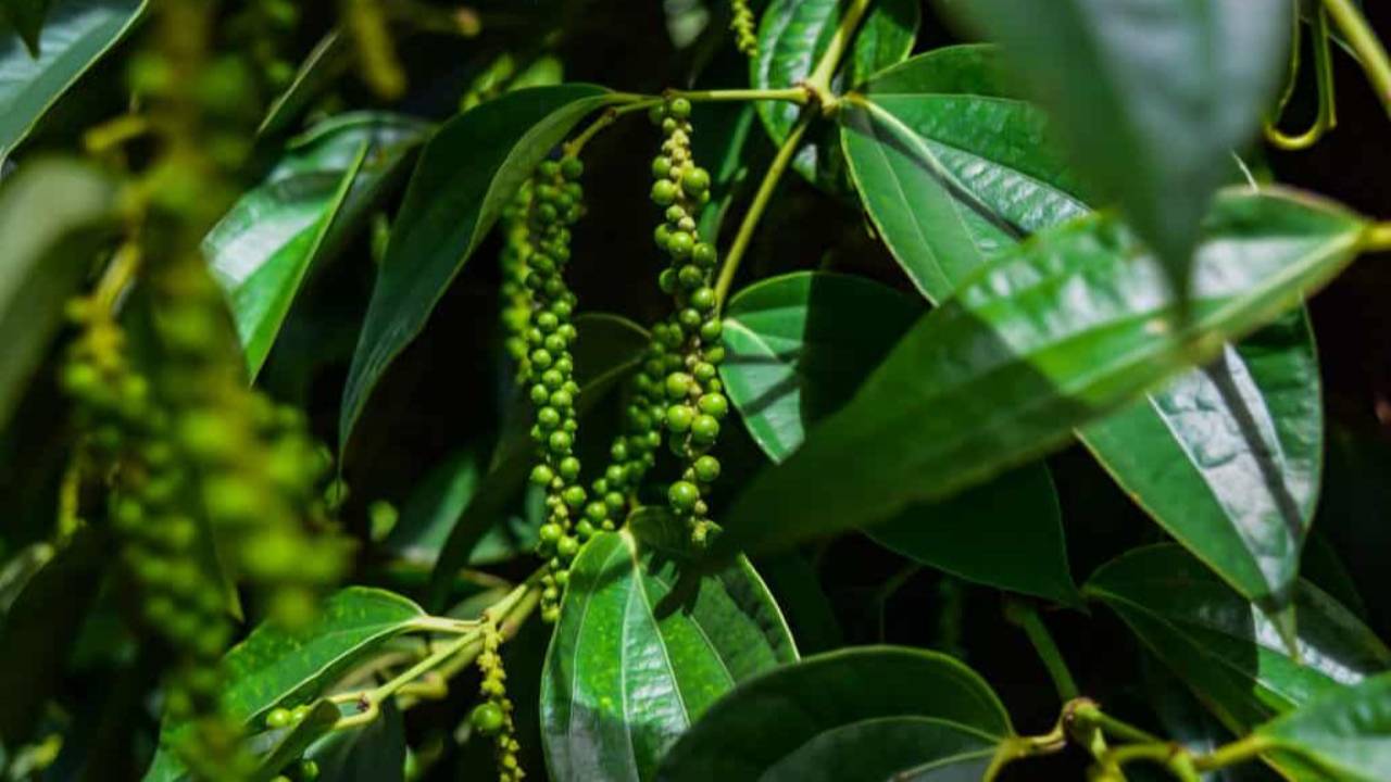 Black Pepper Uses and Plant Profile