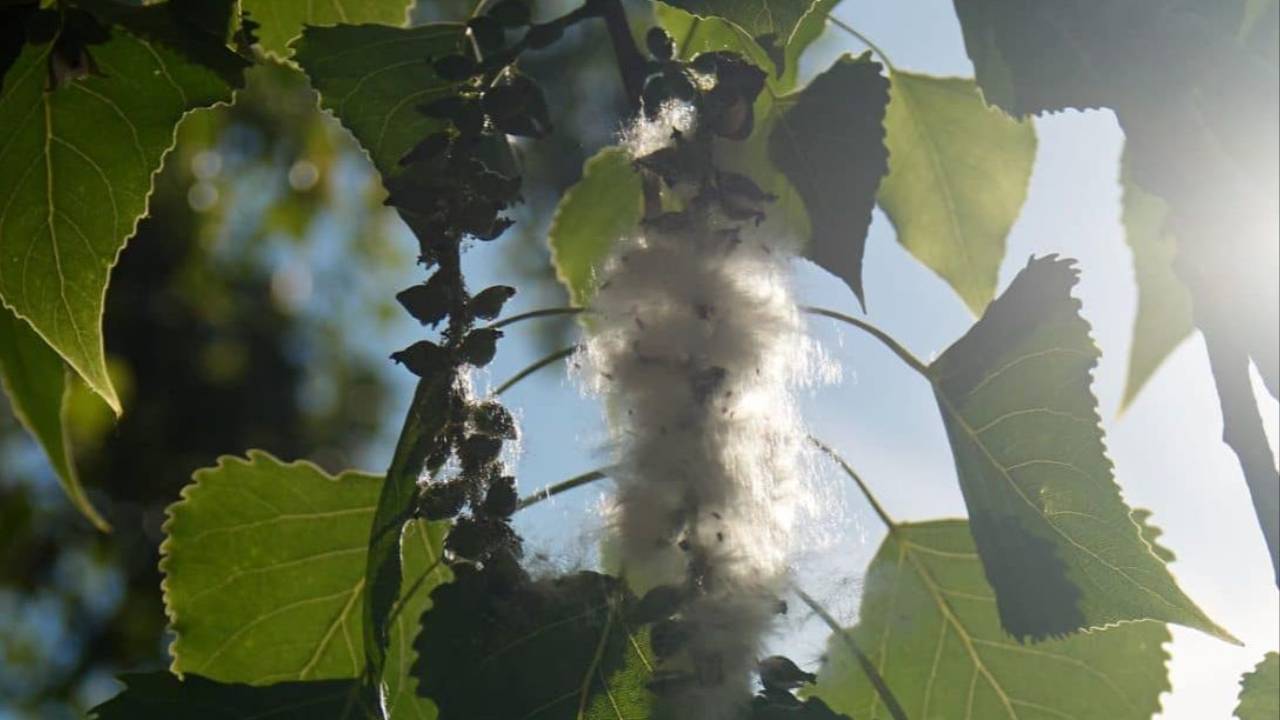 How to Make Balm of Gilead or Cottonwood Oil