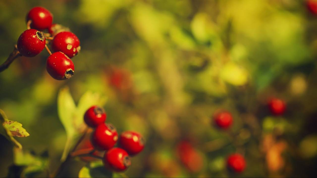 Hawthorn Uses and Plant Profile