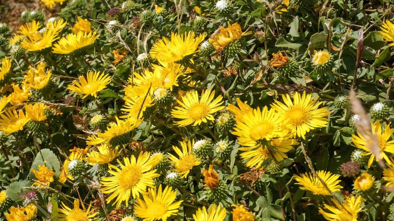 Grindelia Uses and Plant Profile