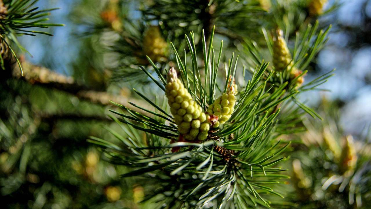 Pine Uses and Plant Profile