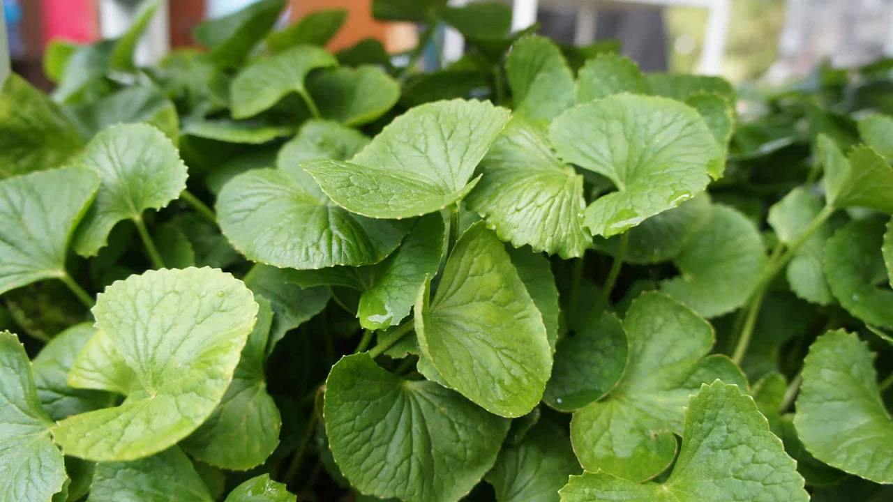 Gotu Kola Uses and Plant Profile