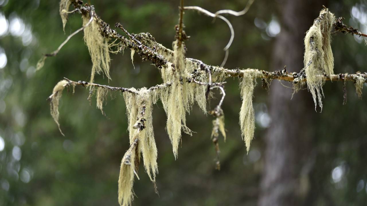 Usnea Uses and Plant Profile