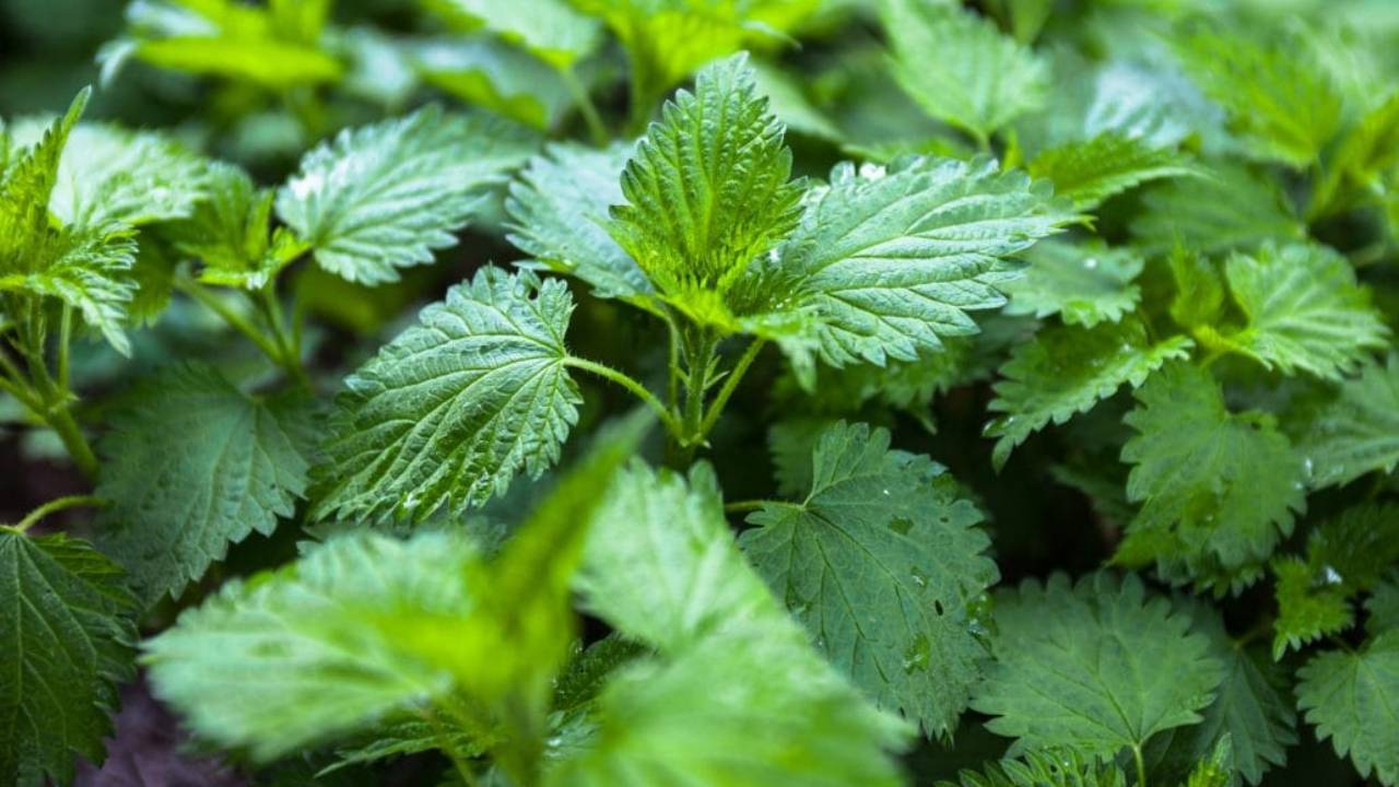 Stinging Nettles the Super Food?