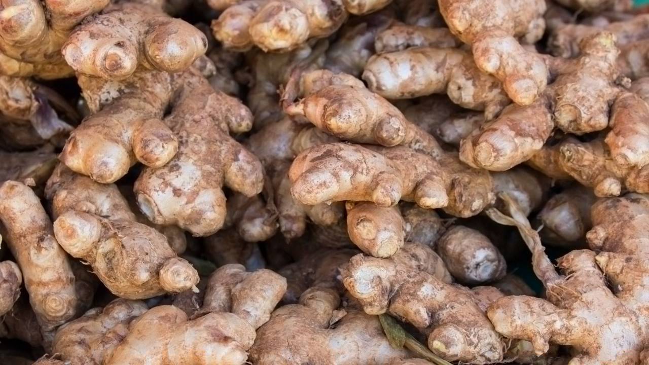 Ginger Uses and Plant Profile