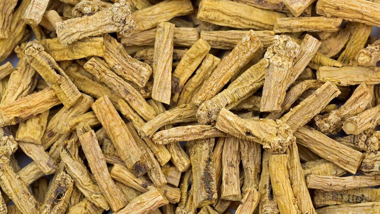 Codonopsis Uses and Plant Profile