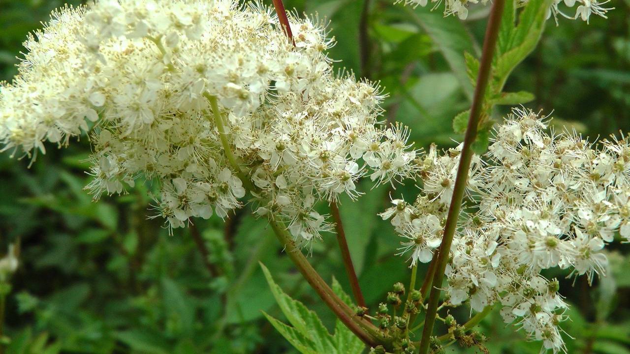 Meadowsweet Uses and Plant Profile