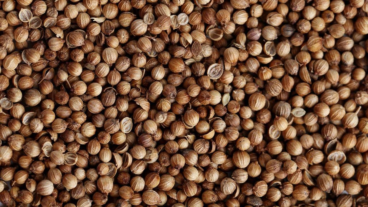 Coriander Uses and Plant Profile