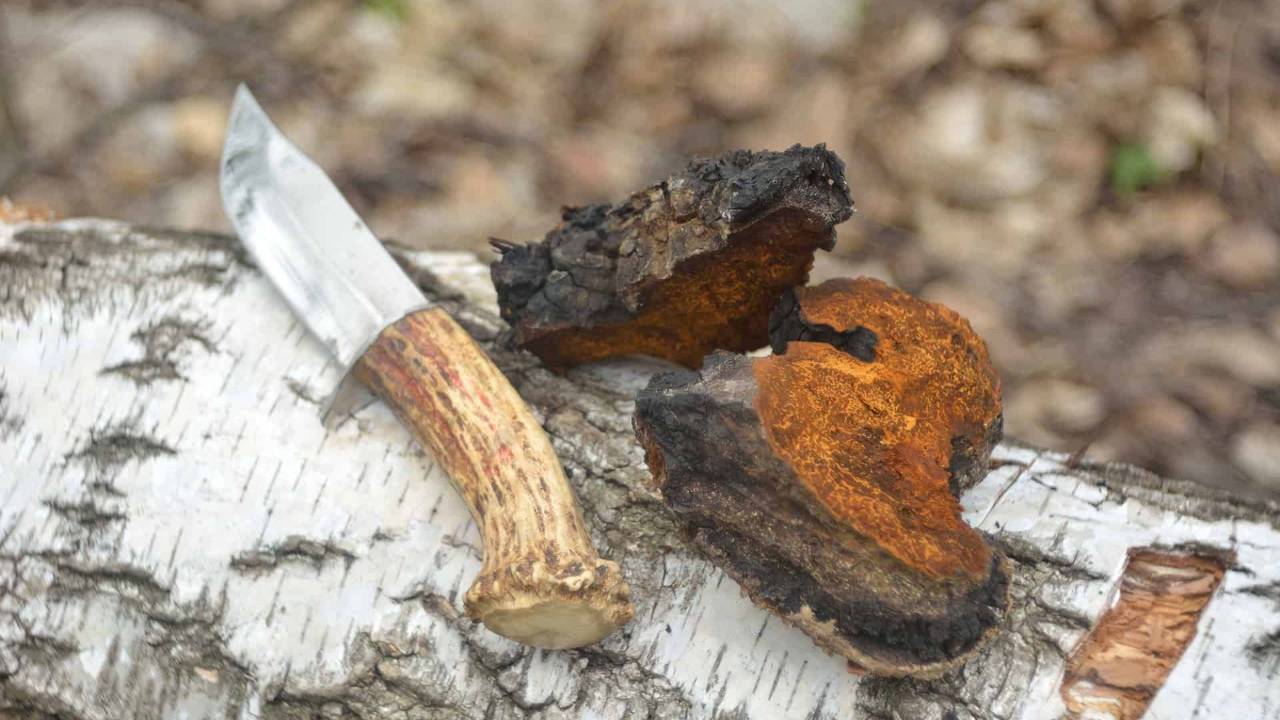 Chaga Uses and Plant Profile