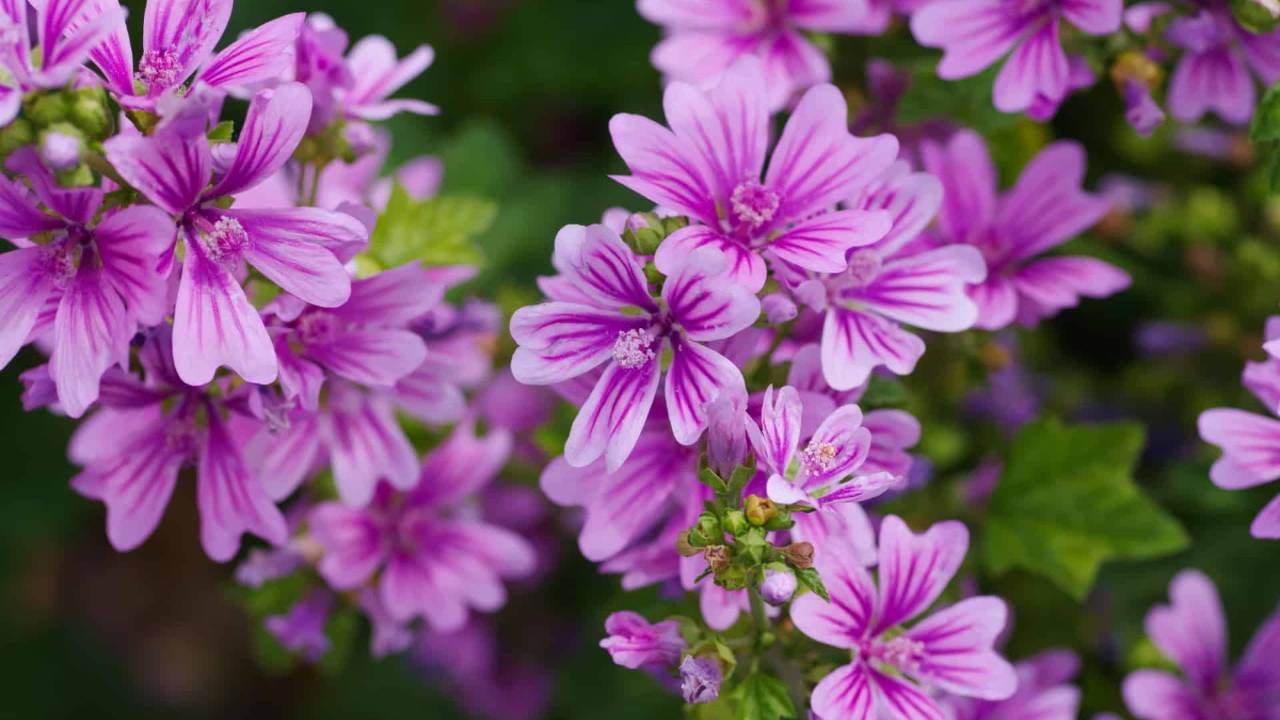 Mallow Uses and Plant Profile