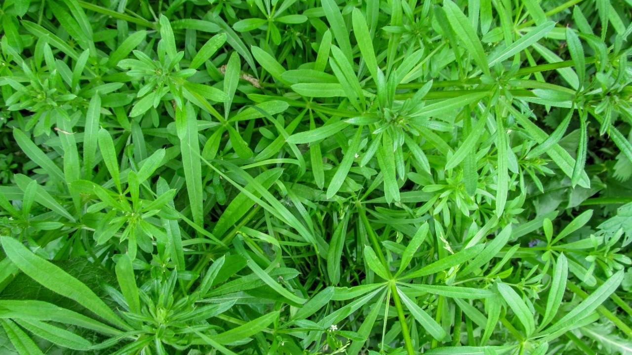 Cleavers Uses and Plant Profile