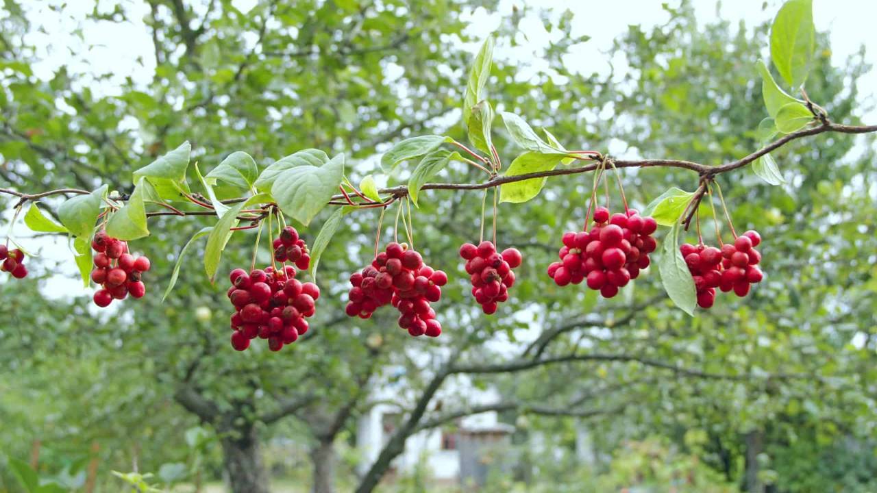 Schisandra Uses and Plant Profile
