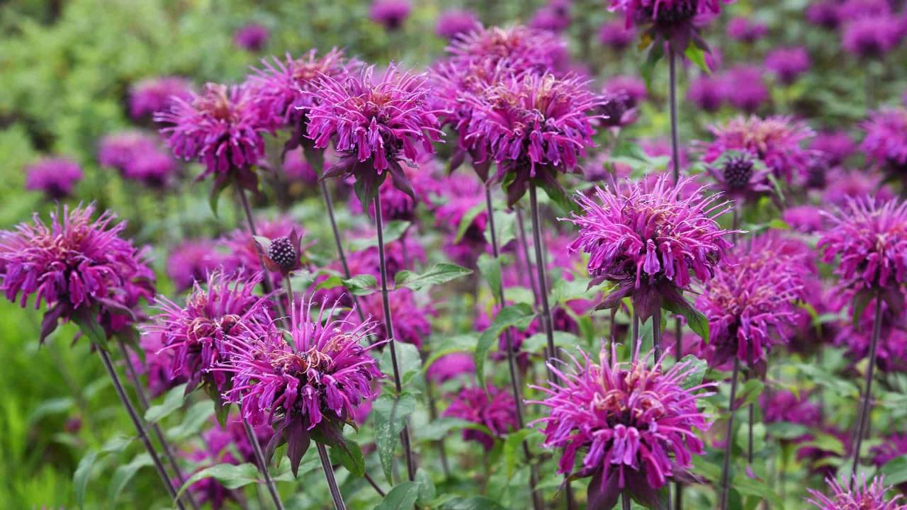 Bee Balm Uses and Plant Profile