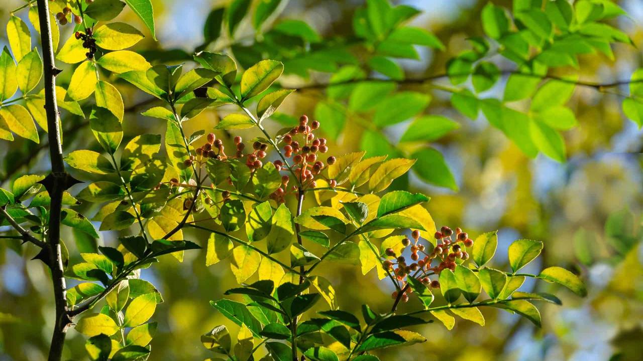 Prickly Ash Uses and Plant Profile