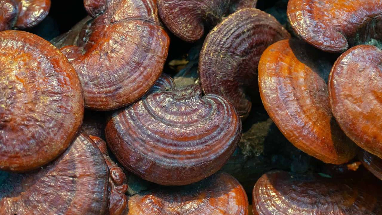 Reishi Uses and Plant Profile