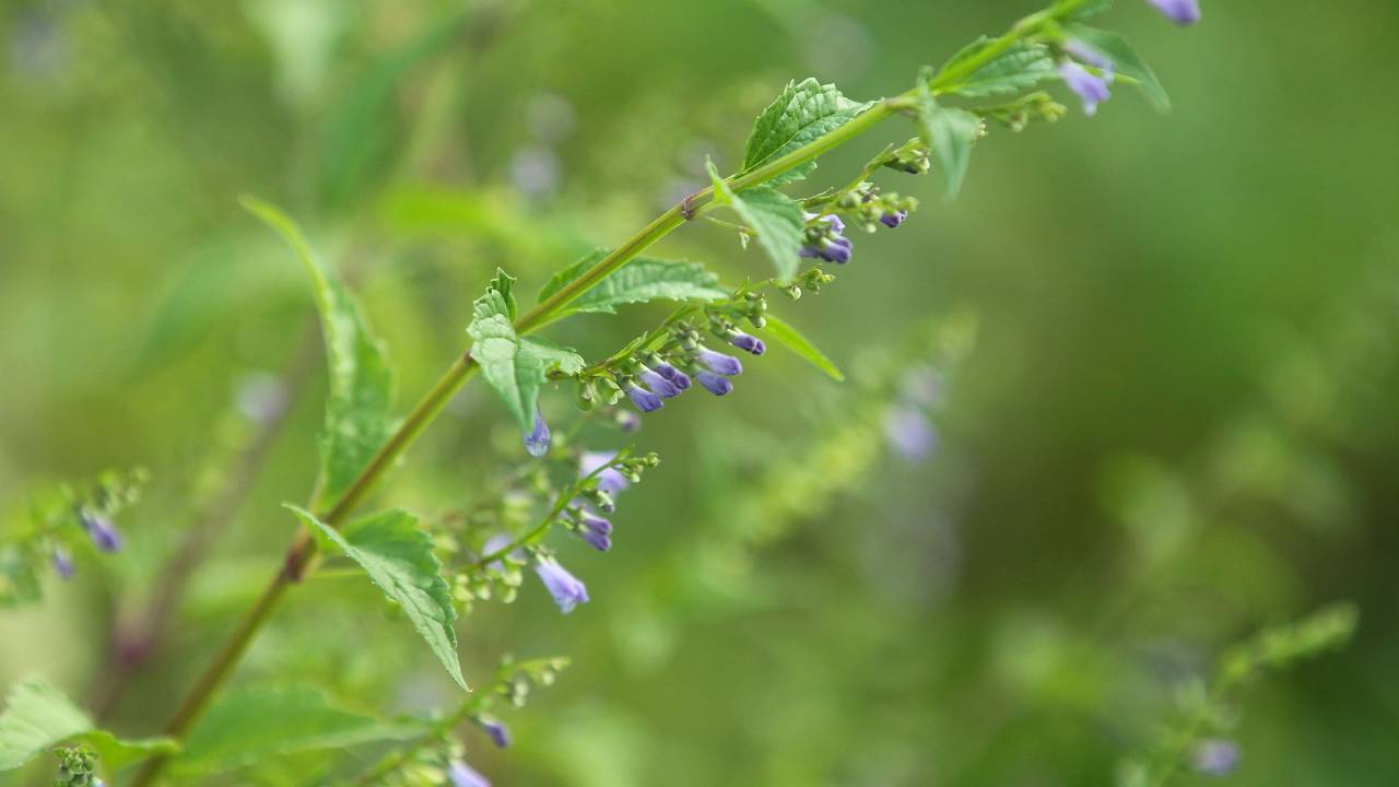Skullcap Uses and Plant Profile