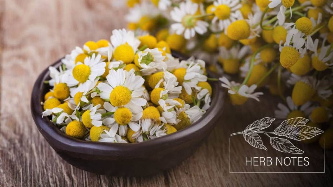 Herb Notes: The Benefits of Chamomile