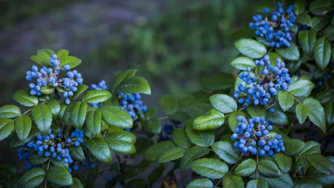 Oregon Grape Uses and Plant Profile