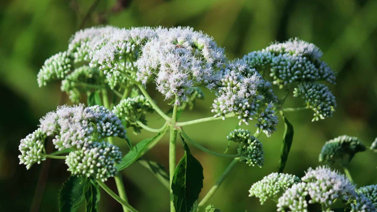 Boneset Uses and Plant Profile