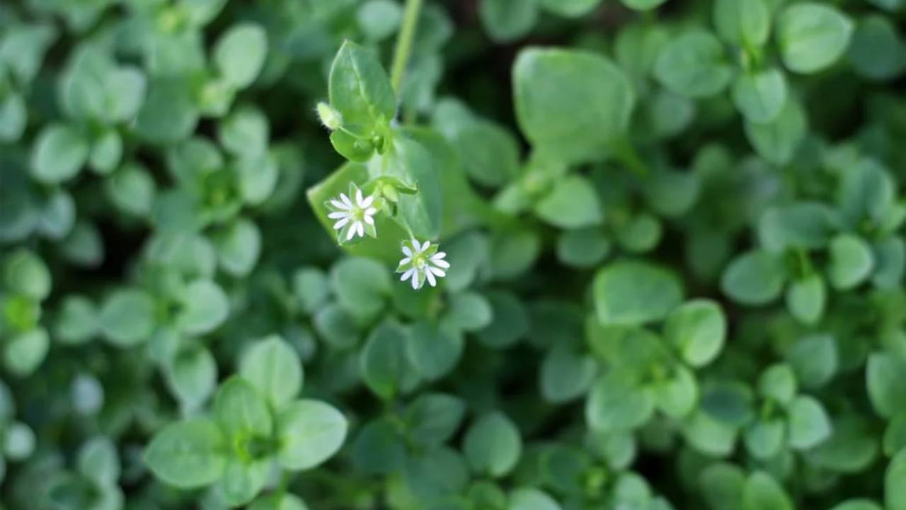 Chickweed Recipes: Grilled Cheese!
