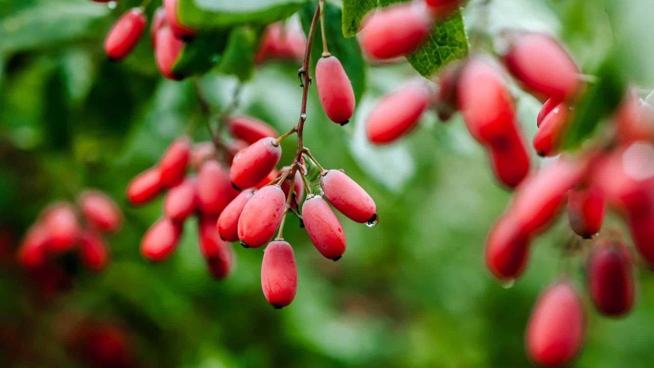 Barberry Uses and Plant Profile