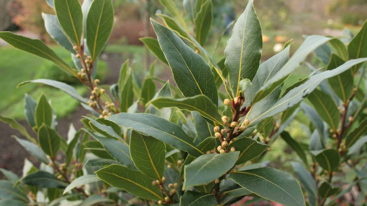 Bay Laurel Uses and Plant Profile